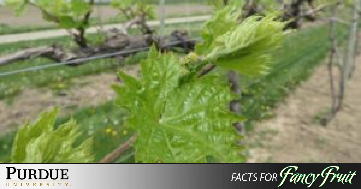 Important Sprays for Grape Disease Management | Purdue University Facts ...