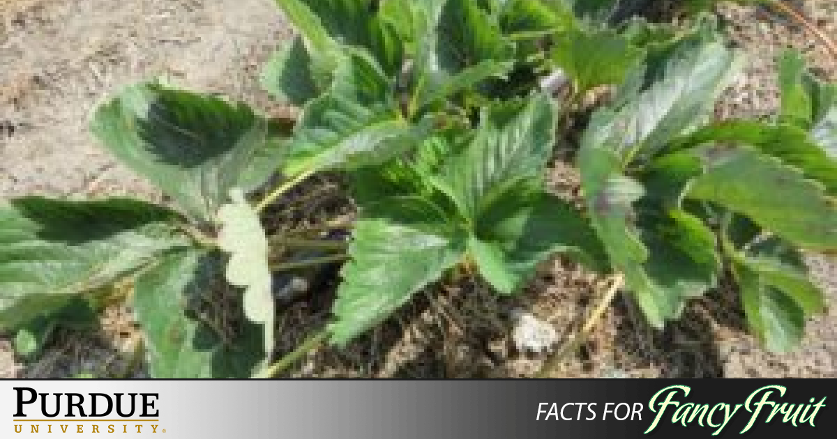 Strawberry fruit bud development | Purdue University Facts for Fancy Fruit