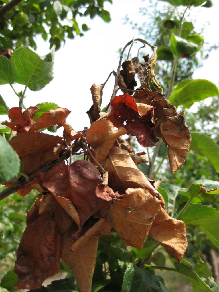 Fire Blight | Purdue University Facts for Fancy Fruit
