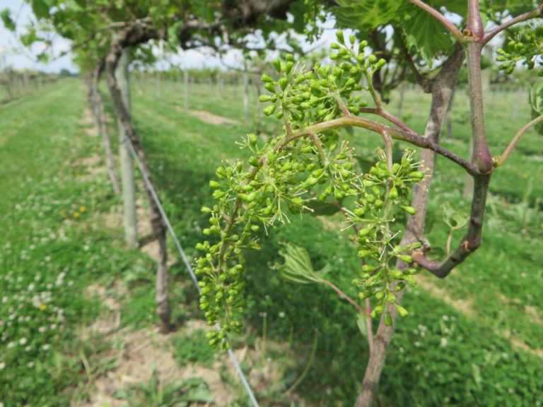 Important Pre-bloom Sprays for Grape Disease Management | Purdue ...