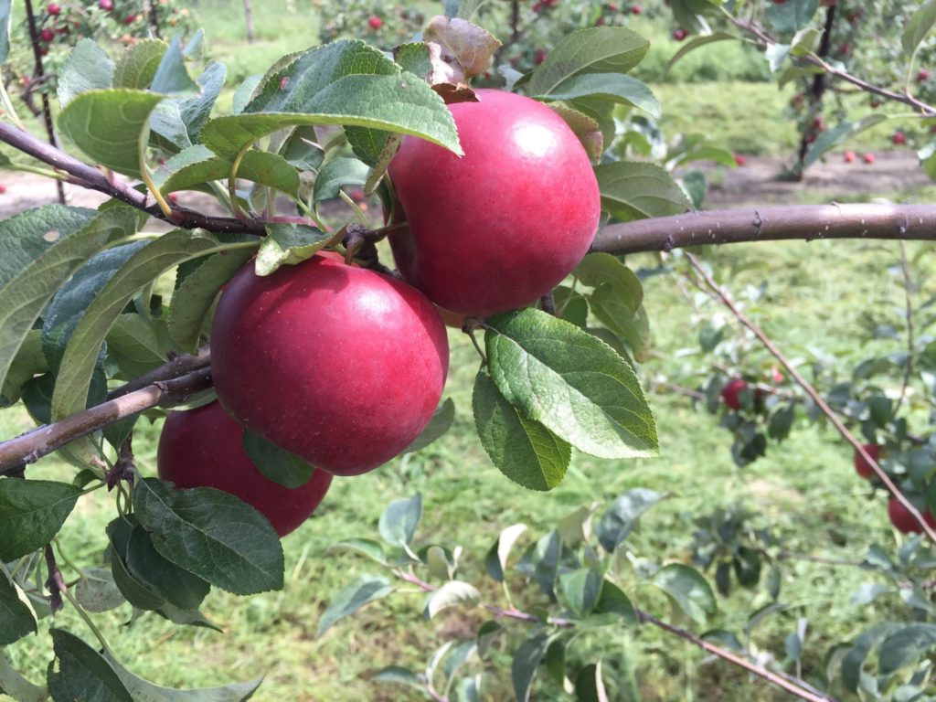 Pixy Crunch apple | Purdue University Facts for Fancy Fruit