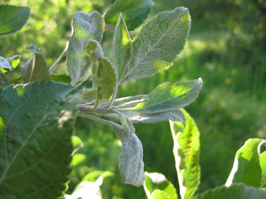Powdery Mildew on Apple | Purdue University Facts for Fancy Fruit