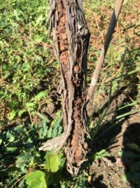 Crown Gall of Grape Vines | Purdue University Facts for Fancy Fruit
