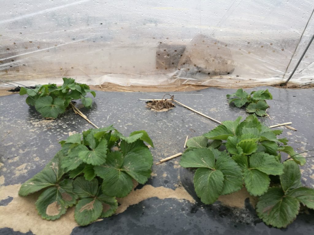 Strawberry Winter Protection: Straw Mulch vs. Row Covers | Purdue ...