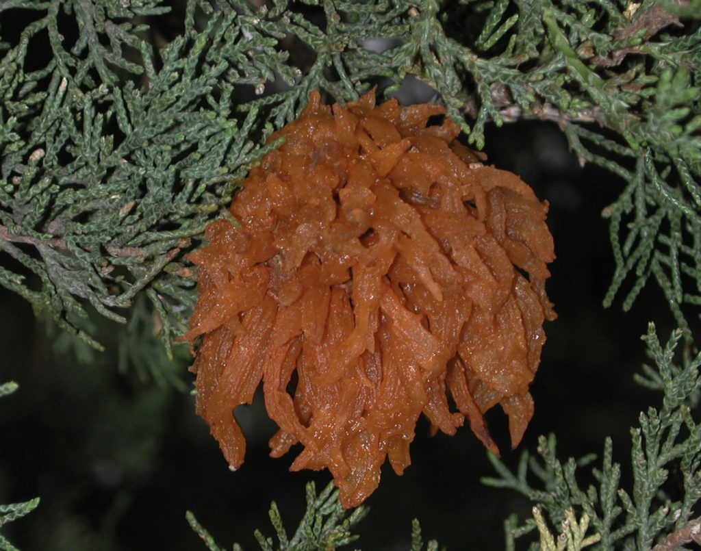 Apples | Purdue University Facts for Fancy Fruit