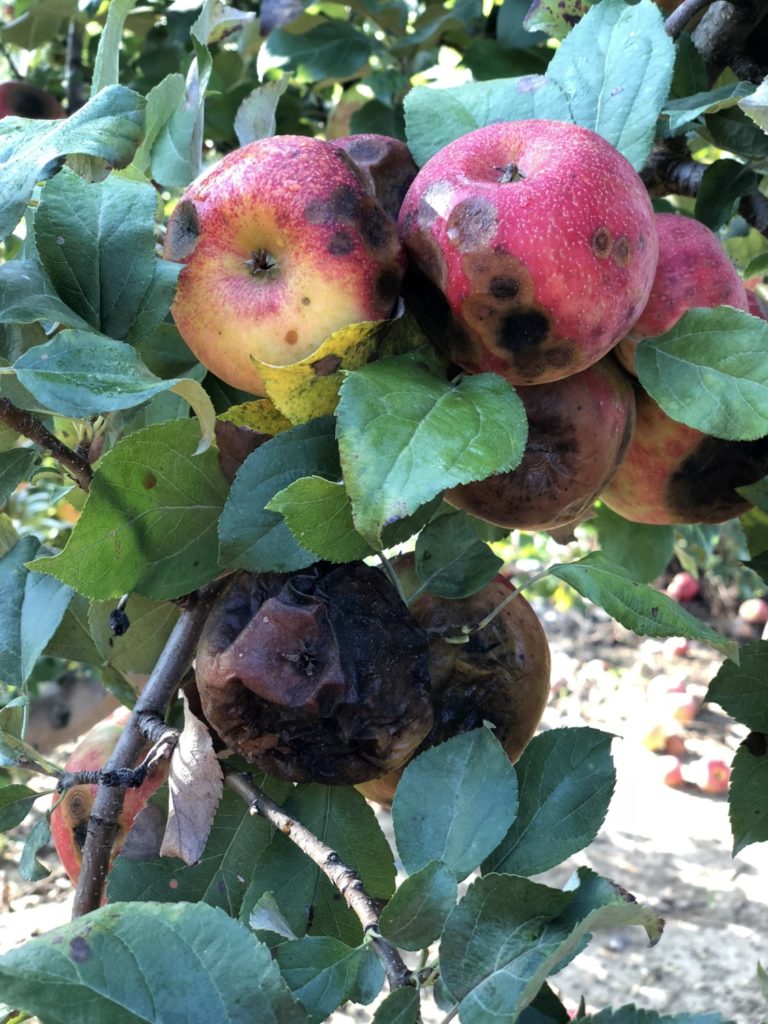 Fungicide Use Midseason and On | Purdue University Facts for Fancy Fruit