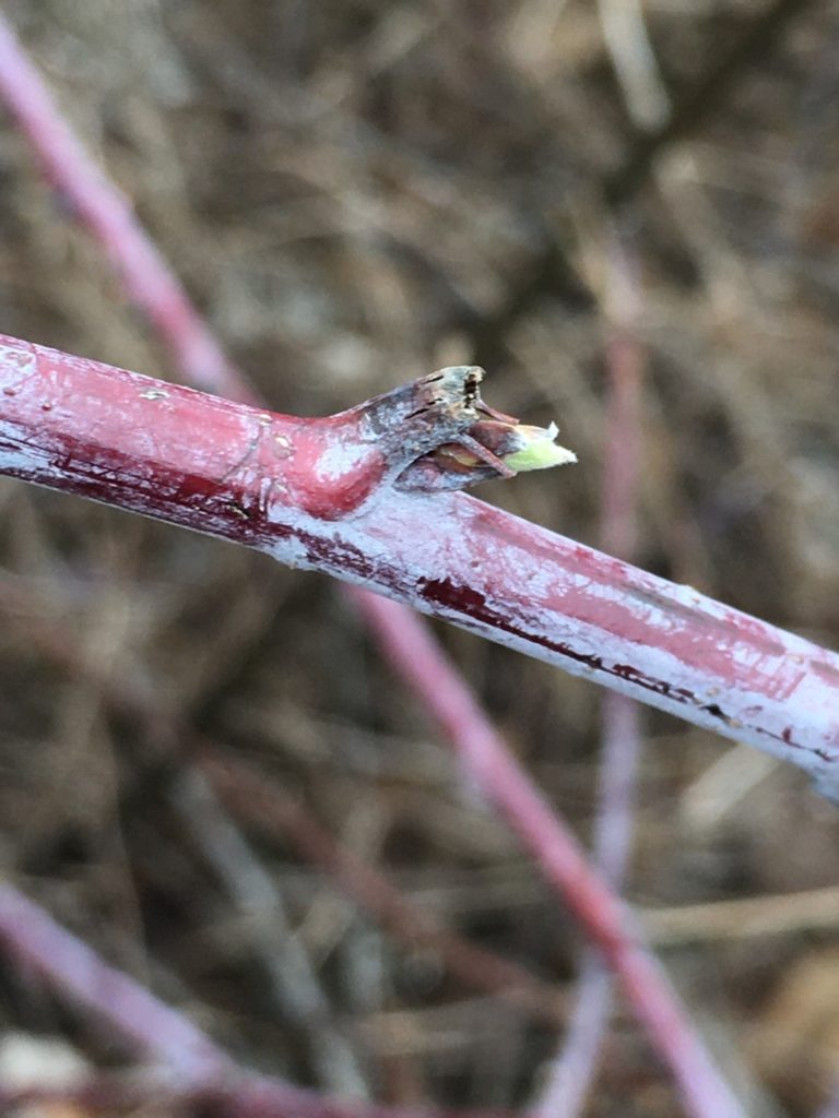 Anthracnose disease of brambles | Purdue University Facts for Fancy Fruit