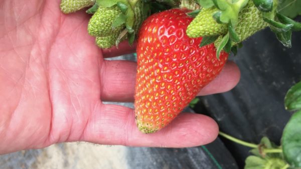 Purdue University Facts for Fancy Fruit