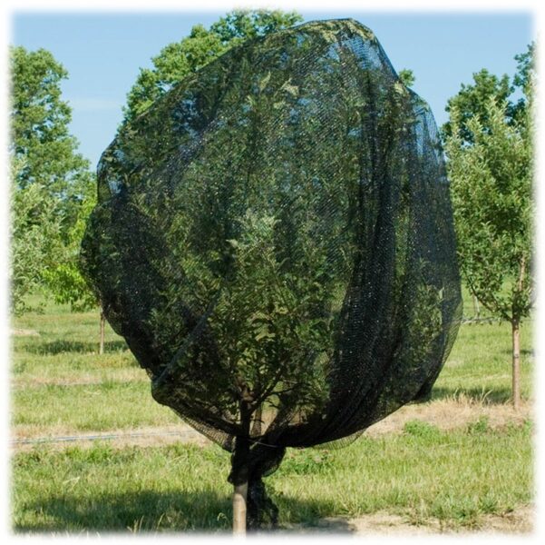 Plan ahead to protect young fruit trees from 17-year periodical cicadas ...