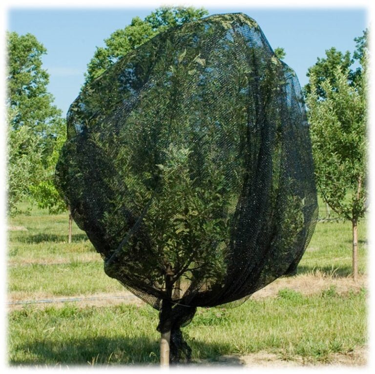 Plan ahead to protect young fruit trees from 17-year periodical cicadas ...