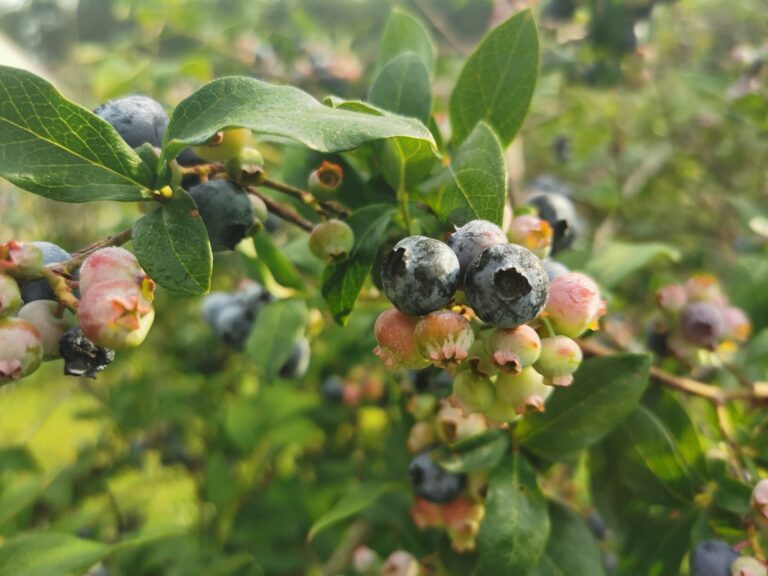 Updates on Spotted-wing Drosophila (SWD) activity in Indiana ...