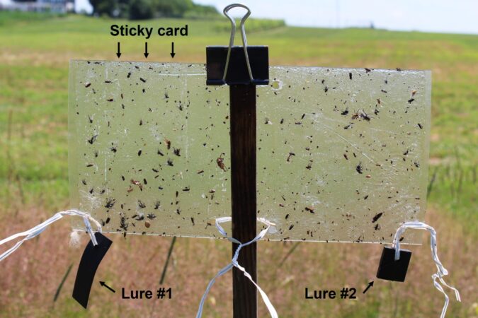 Don’t forget to prep your fruit insect monitoring tools for 2022 ...