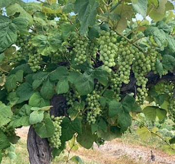 Purdue University Facts for Fancy Fruit