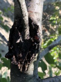 Brown Rot | Purdue University Facts for Fancy Fruit