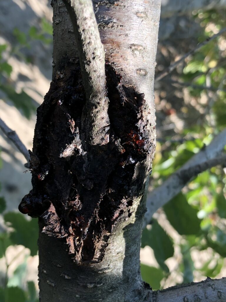 Brown Rot | Purdue University Facts for Fancy Fruit