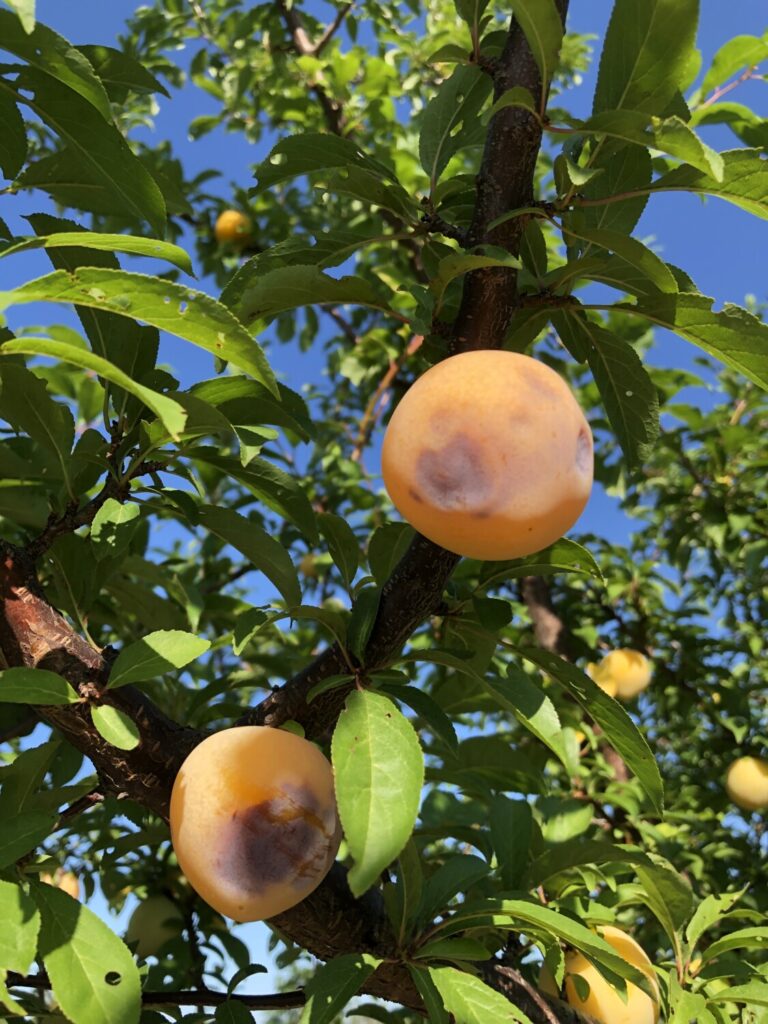 Brown Rot | Purdue University Facts for Fancy Fruit
