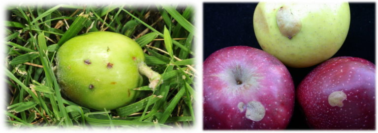 Tips for managing plum curculio in tree fruit | Purdue University Facts ...