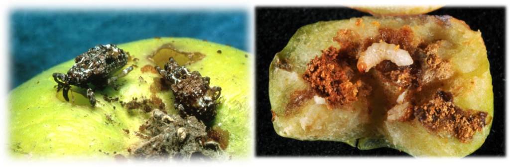 Tips for managing plum curculio in tree fruit | Purdue University Facts ...