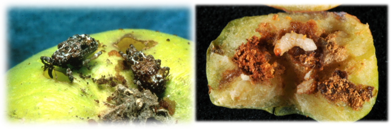Tips for managing plum curculio in tree fruit | Purdue University Facts ...