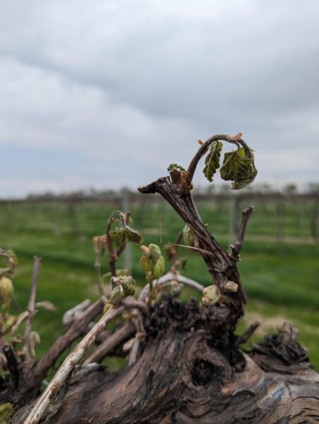 Grapevine Freeze Damage Update | Purdue University Facts for Fancy Fruit
