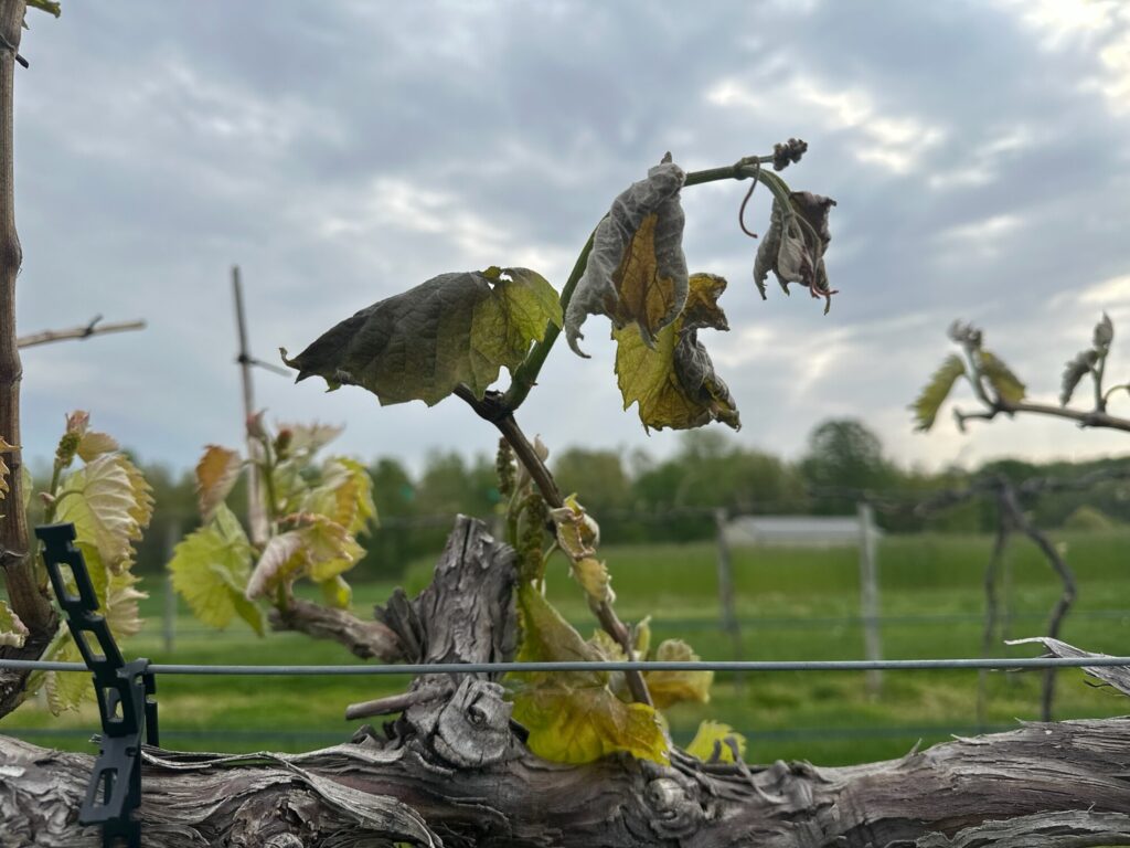 Grapevine Freeze Damage Update | Purdue University Facts for Fancy Fruit