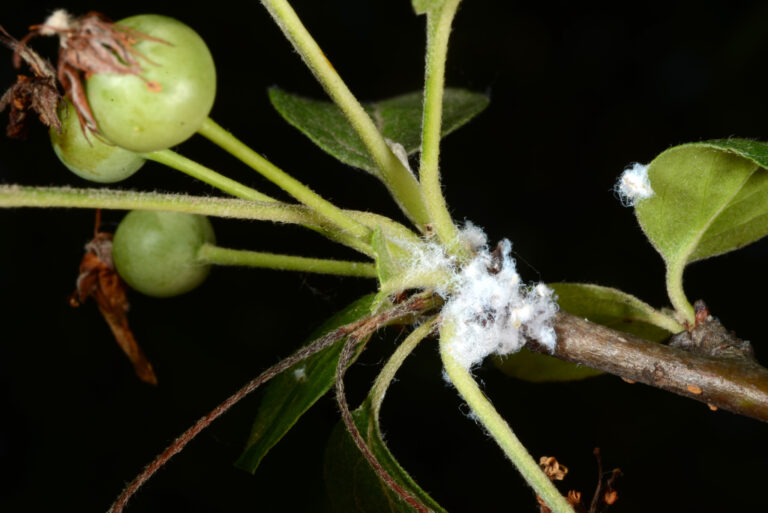 Diagnosing fruit insect pests using signs and symptoms | Purdue ...