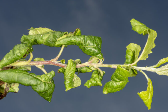 Diagnosing fruit insect pests using signs and symptoms | Purdue ...