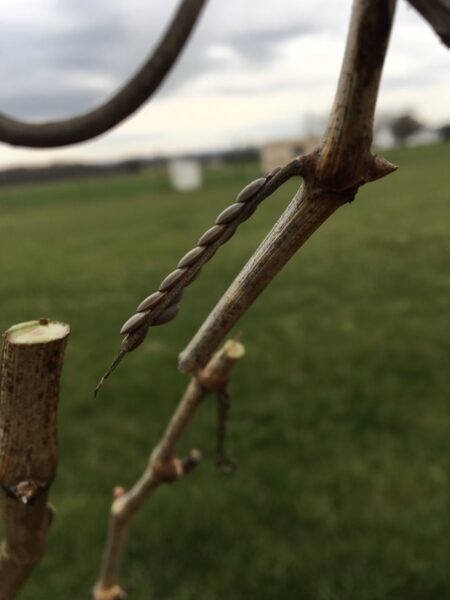 Diagnosing fruit insect pests using signs and symptoms | Purdue ...