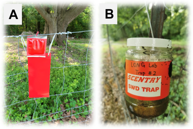 Updates on Codling moth, Oriental fruit moth, and Spotted-wing ...