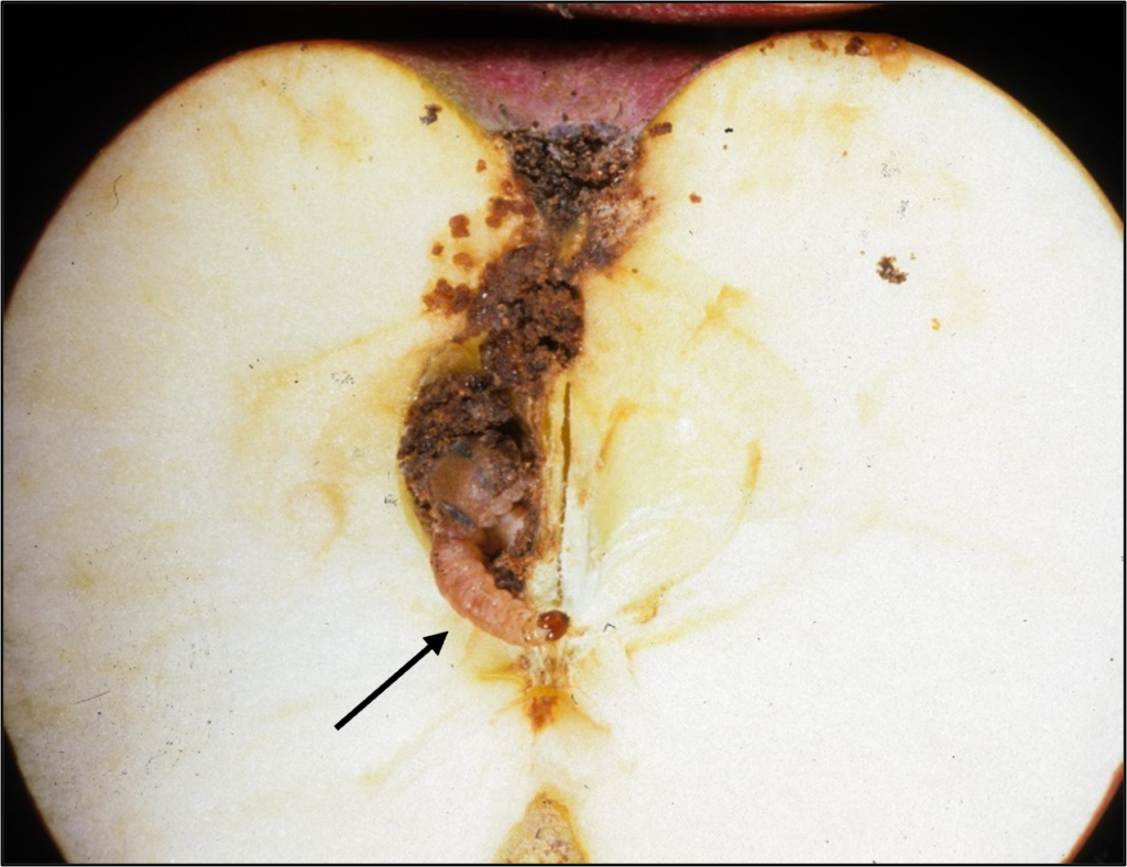 How to setup monitoring traps for tree fruit insect pests, like codling ...