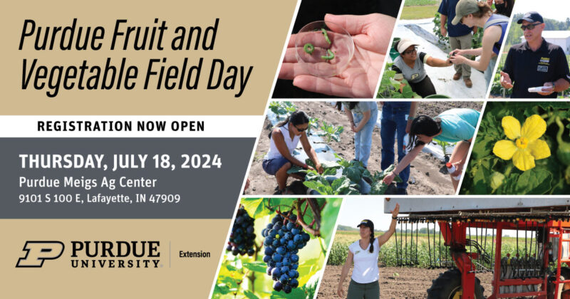 Purdue Fruit & Veg field day | Purdue University Facts for Fancy Fruit