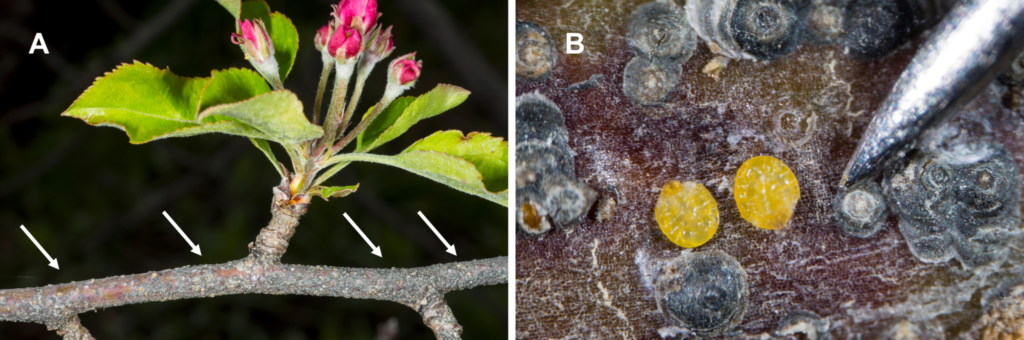 Tips for managing San Jose scale in tree fruit | Purdue University ...
