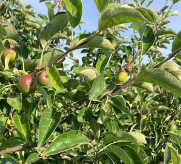 Purdue University Facts for Fancy Fruit