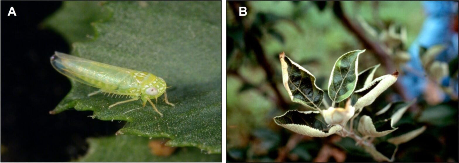 Leafhopper and plant bug damage in orchards this season | Purdue ...