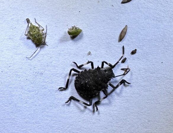 Lygus bugs | Purdue University Facts for Fancy Fruit