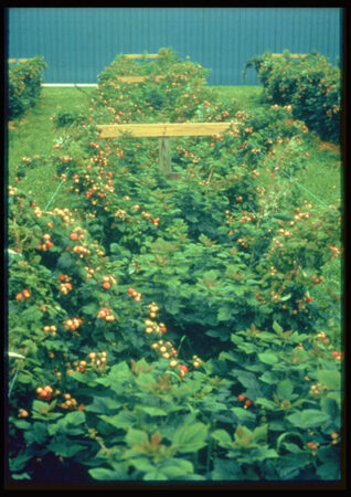 Interested in Planting Brambles? | Purdue University Facts for Fancy Fruit