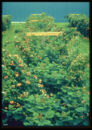Interested in Planting Brambles? | Purdue University Facts for Fancy Fruit