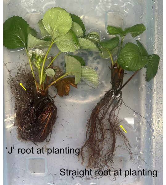 ‘J’ Rooting of Bare-root Strawberry Plants | Purdue University Facts ...