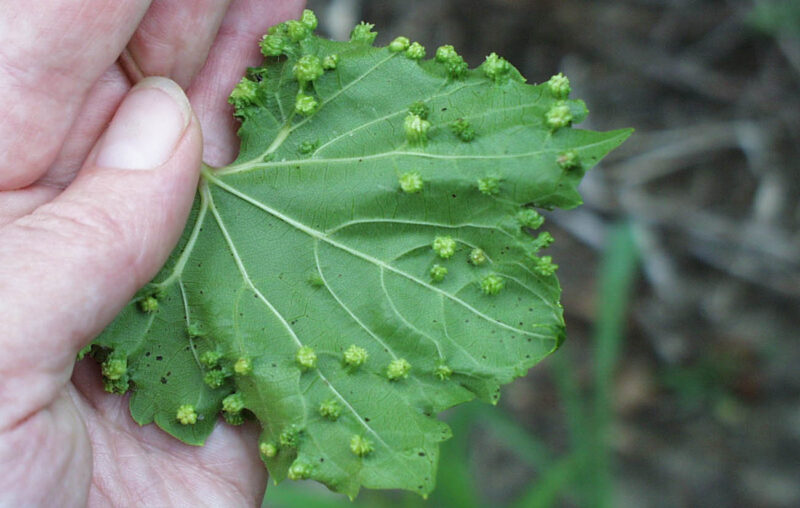 Managing Grapevine Phylloxera | Purdue University Facts for Fancy Fruit